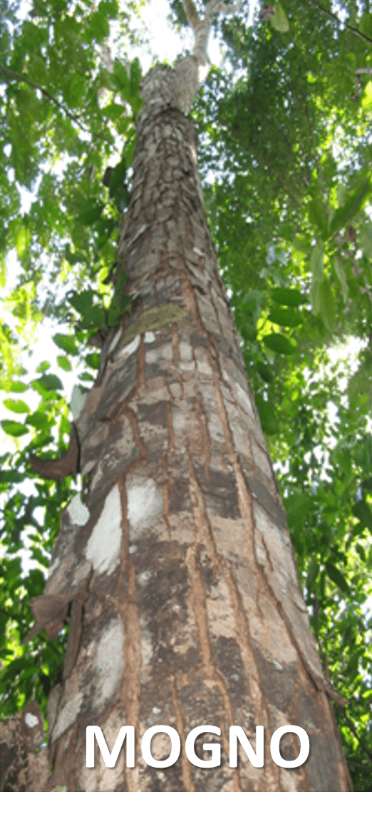 É possível explorar de forma sustentável o mogno(Swietenia Macrophylla ...